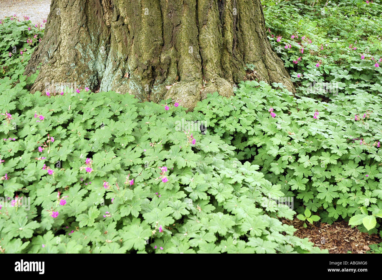 Fossil root hi-res stock photography and images - Alamy