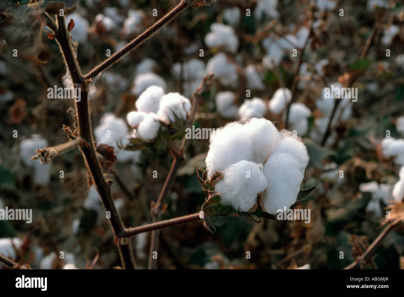 Cotton field close up mature hi-res stock photography and images - Alamy