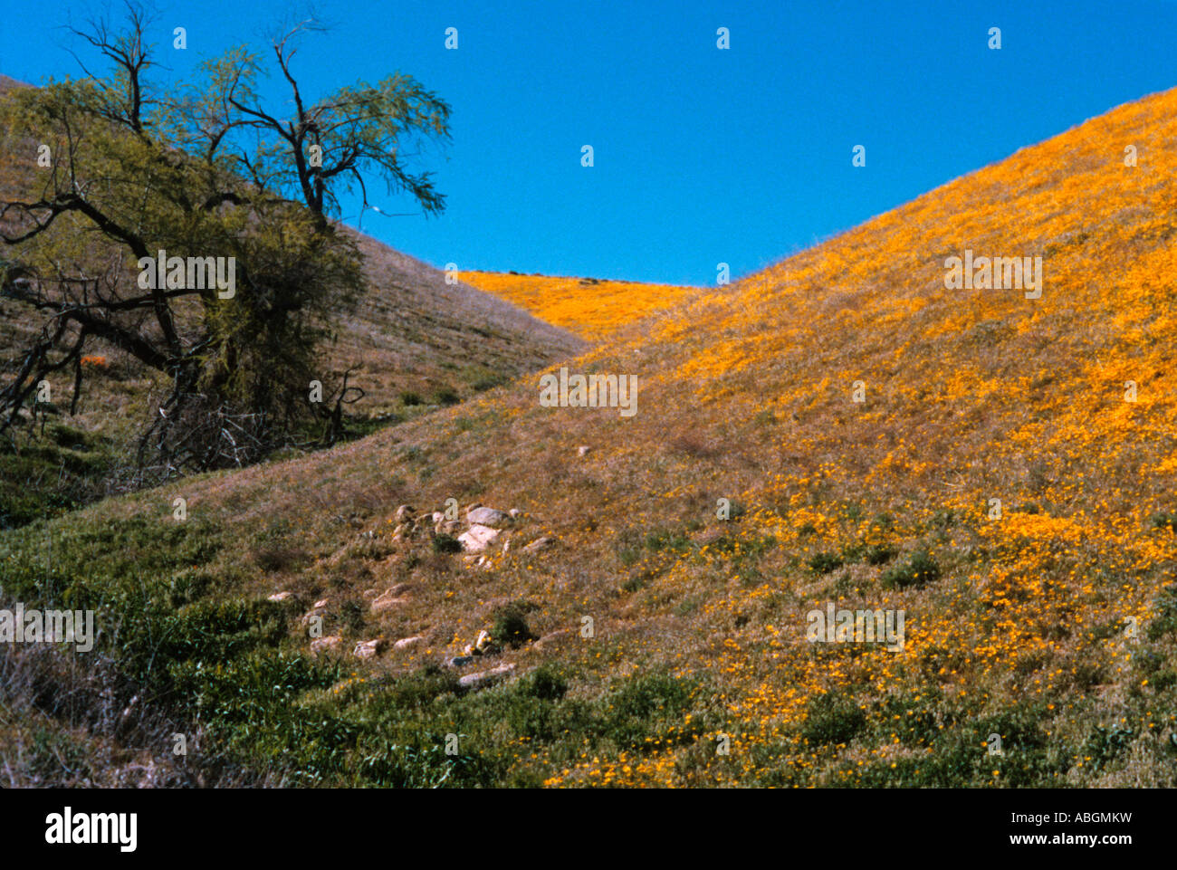 Wildflowers. Mojave Desert, California Stock Photo - Alamy