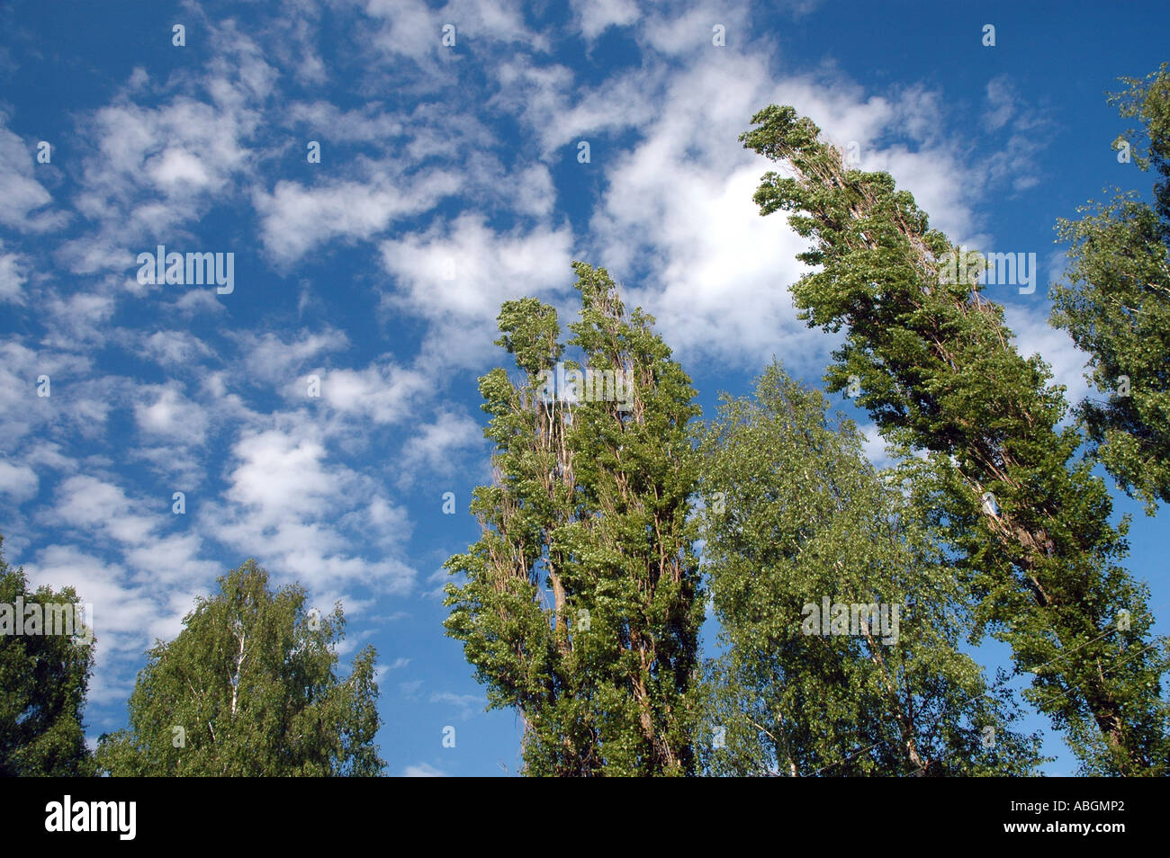 Tall high poplar trees hi-res stock photography and images - Alamy