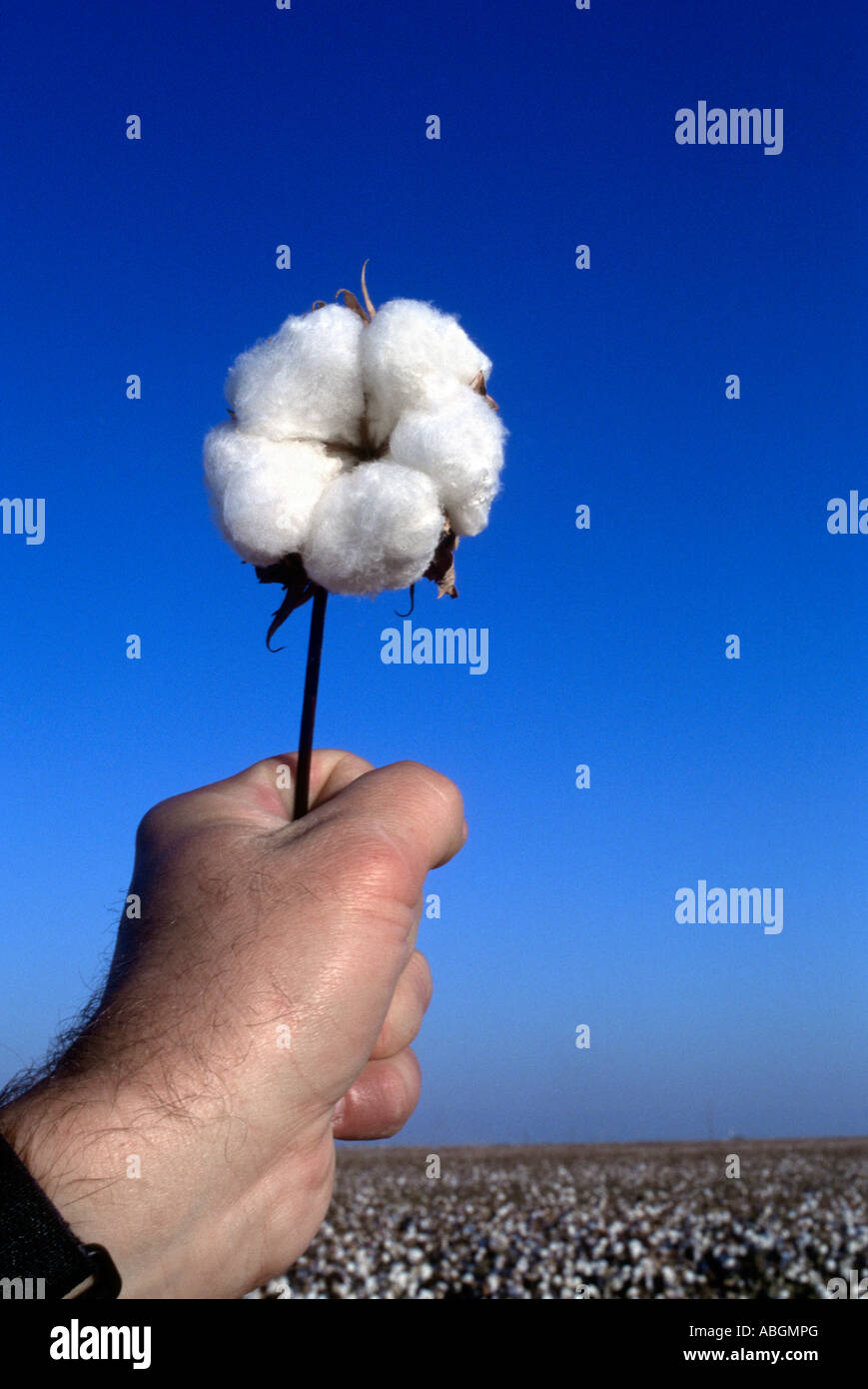 Hand spinning cotton hi-res stock photography and images - Alamy