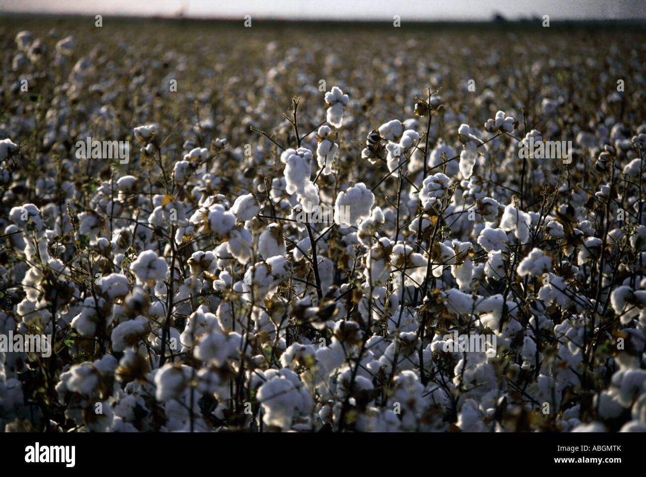 Mature growth cotton field hi-res stock photography and images - Alamy