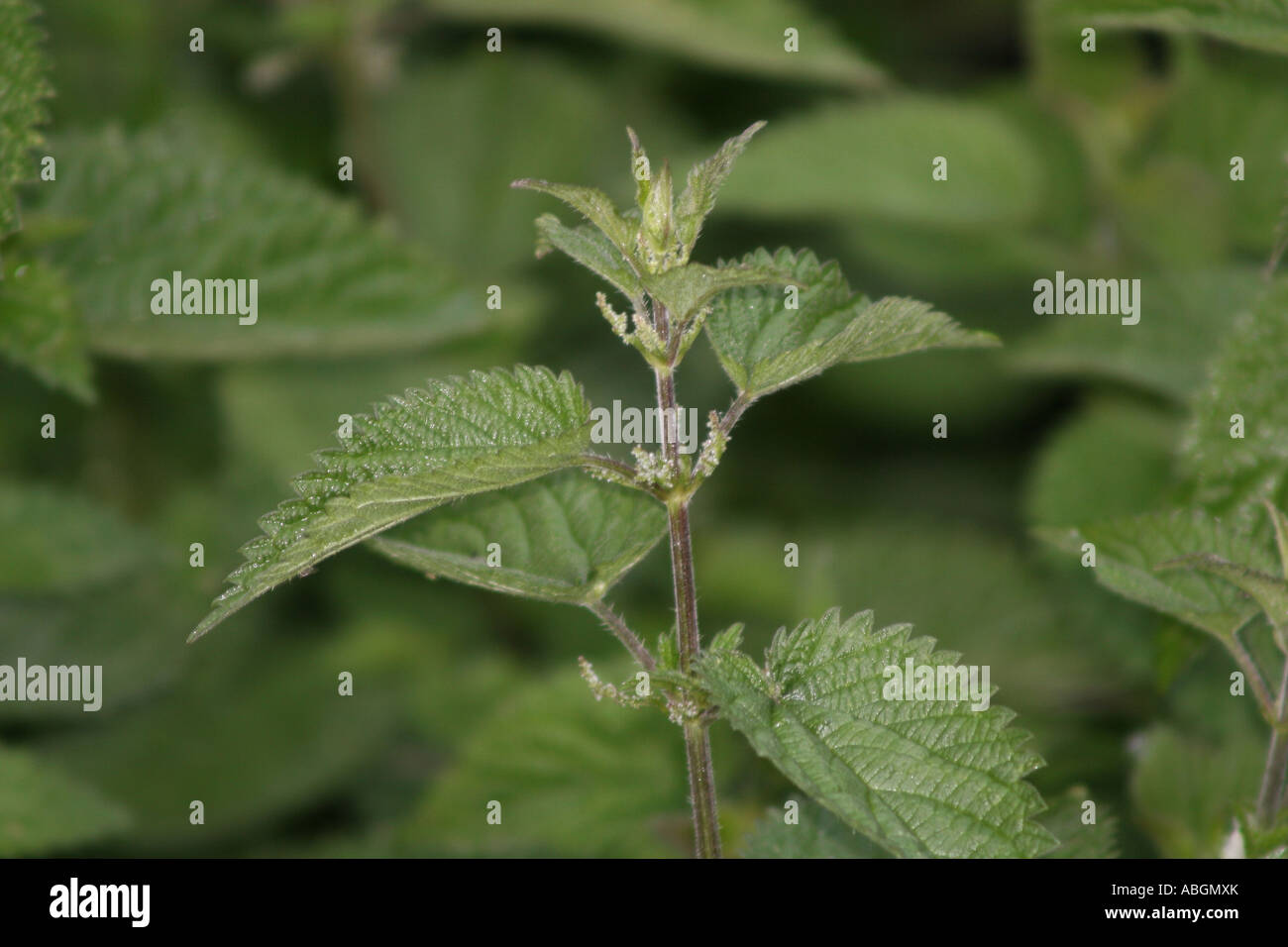 Sting stinging nettle hi-res stock photography and images - Alamy