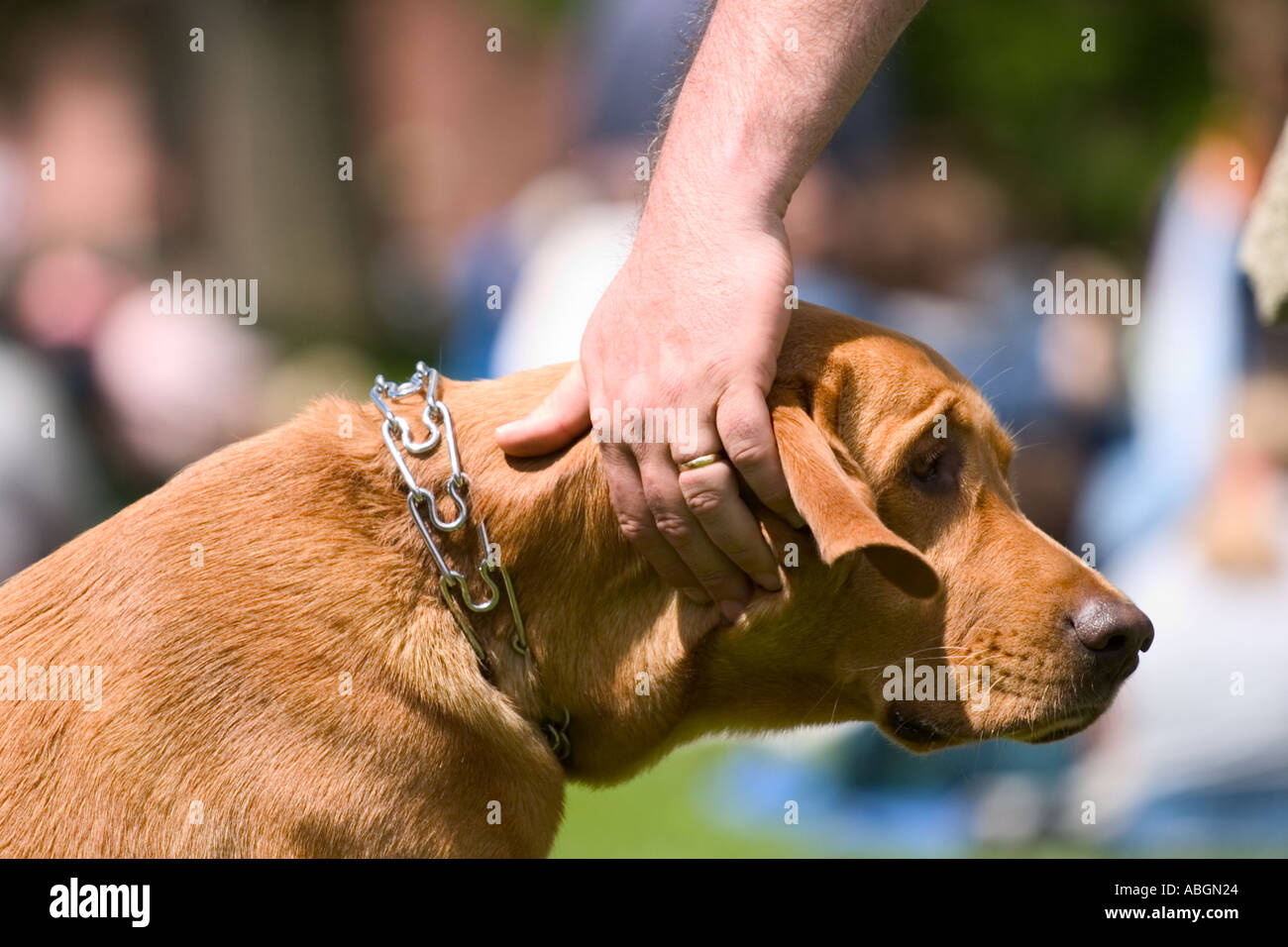 Hand rubbing dog hi-res stock photography and images - Alamy
