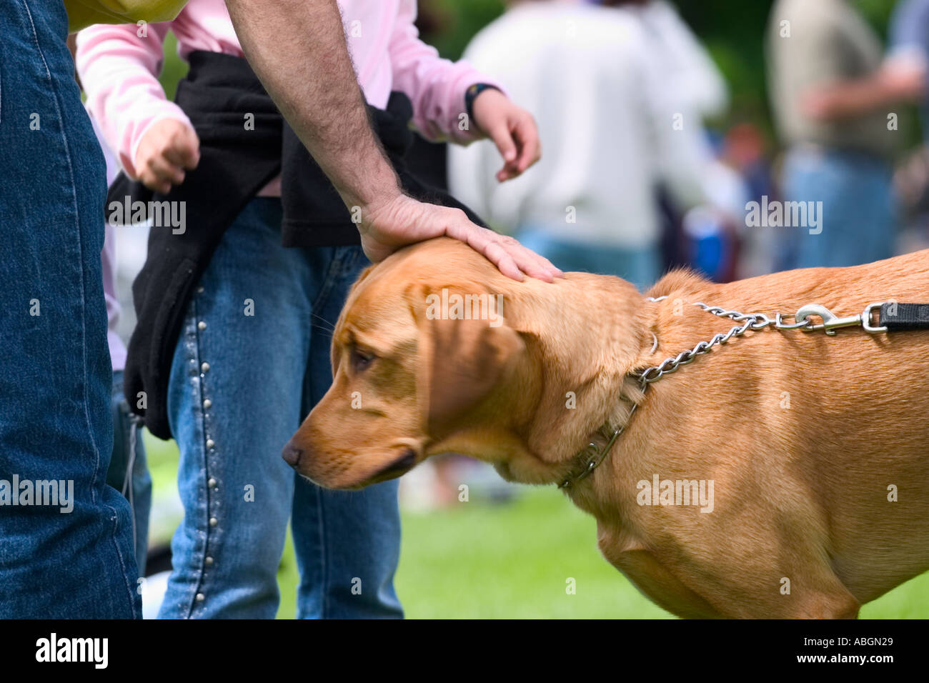 Hand rubbing dog hi-res stock photography and images - Alamy