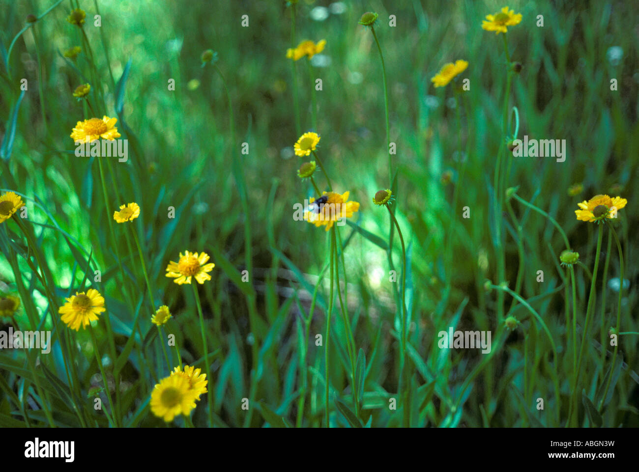 Yellow flowers, grass and fly Stock Photo - Alamy