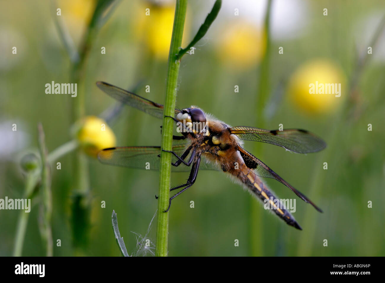 Four spotted Chaser Dragonfly Stock Photo - Alamy