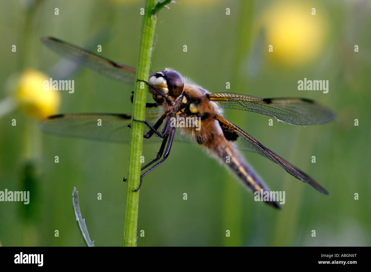 Four spotted Chaser Dragonfly Stock Photo - Alamy