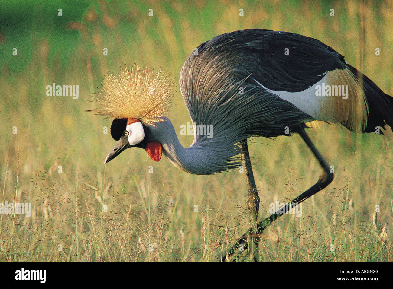 Crested Crane Uganda High Resolution Stock Photography and Images - Alamy