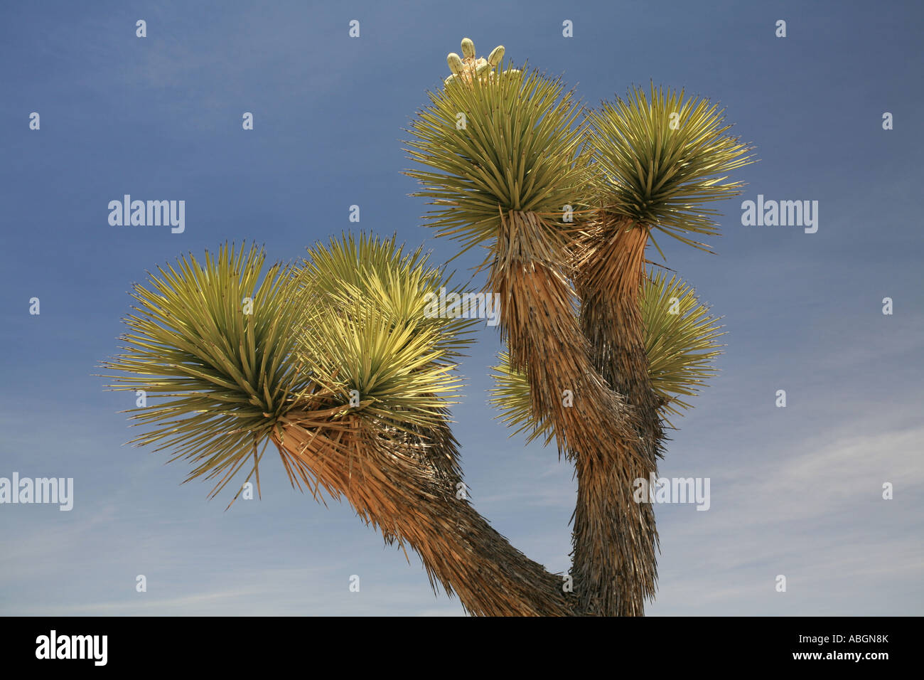 Skull Rock geologic formation, Joshua Tree National Park, California ...