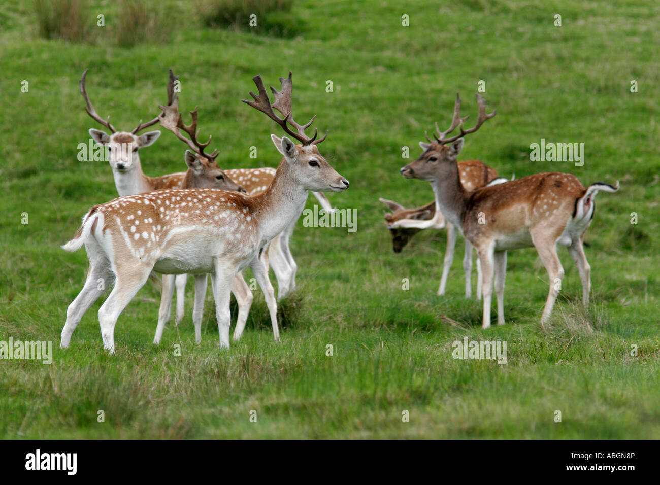 Fallow deer herd Stock Photo - Alamy