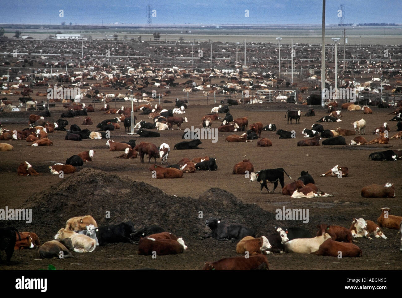 Beef feed lot usa hi-res stock photography and images - Alamy