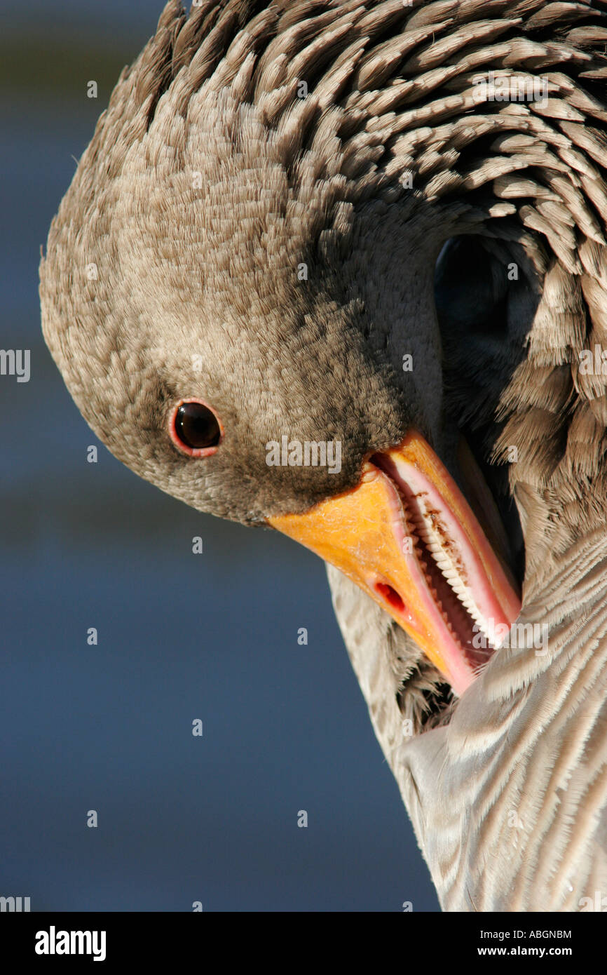 Goose Teeth Stock Photos & Goose Teeth Stock Images - Alamy