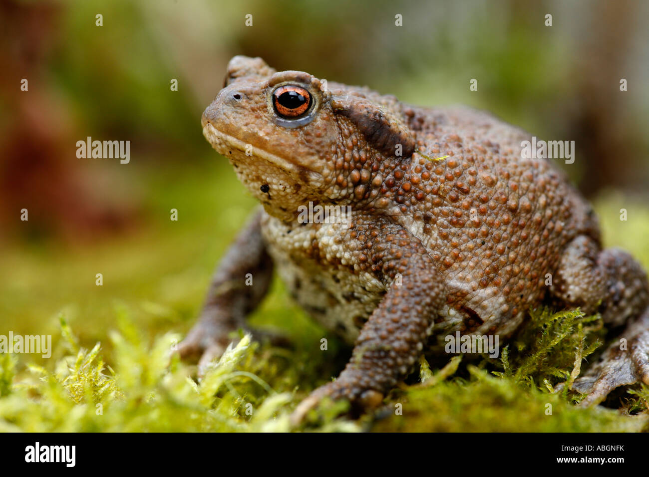Came toad hi-res stock photography and images - Alamy
