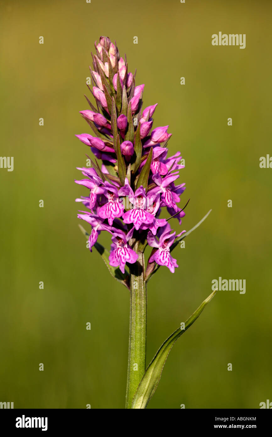 Common spotted Orchid Stock Photo - Alamy