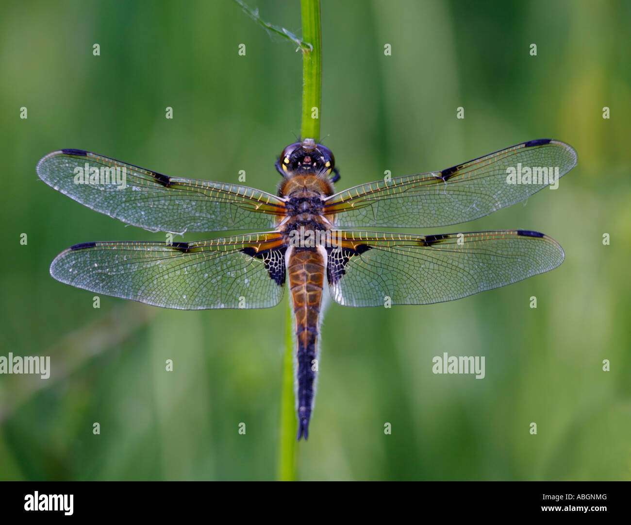 Four spotted Chaser Dragonfly Stock Photo - Alamy