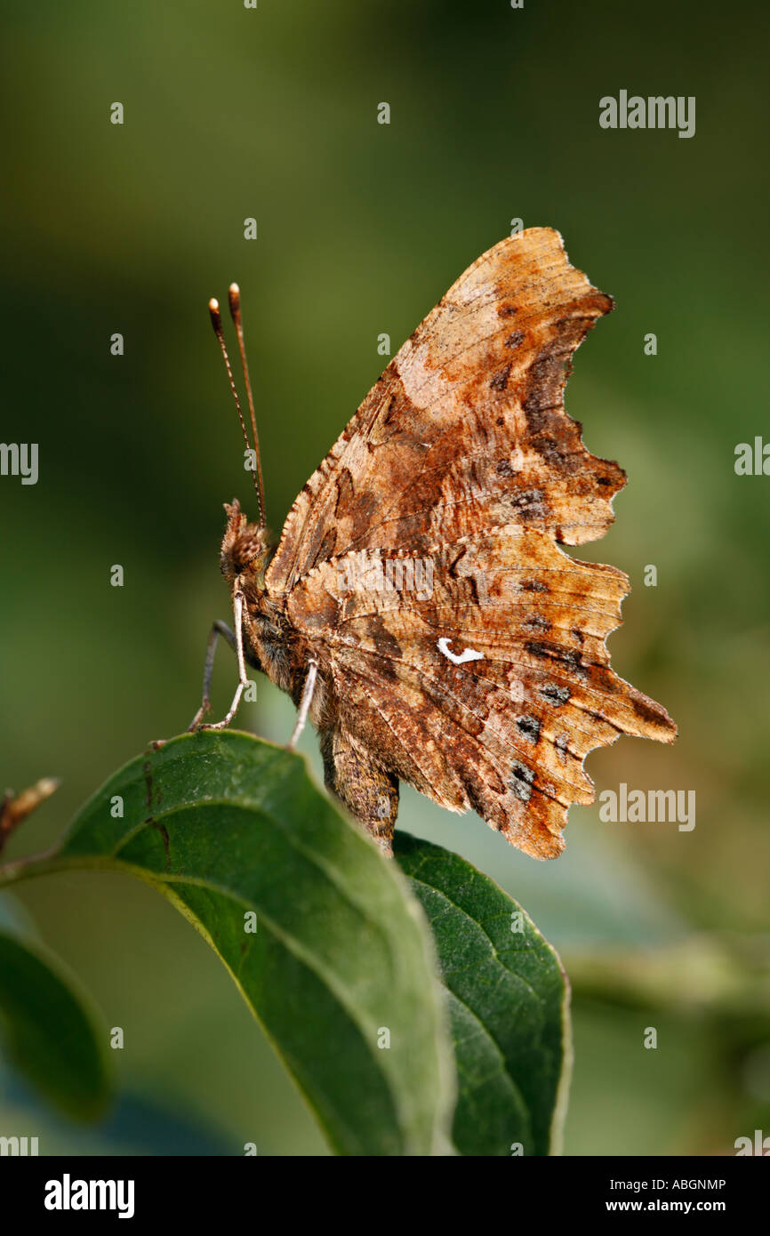 Comma butterfly closed wings hi-res stock photography and images - Alamy