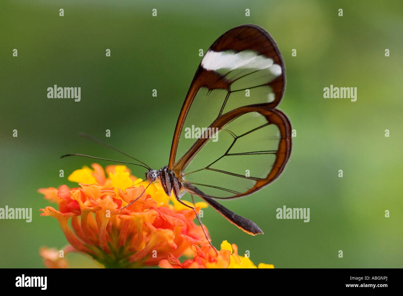 Currant Clearwing (greta oto) foraging Stock Photo - Alamy