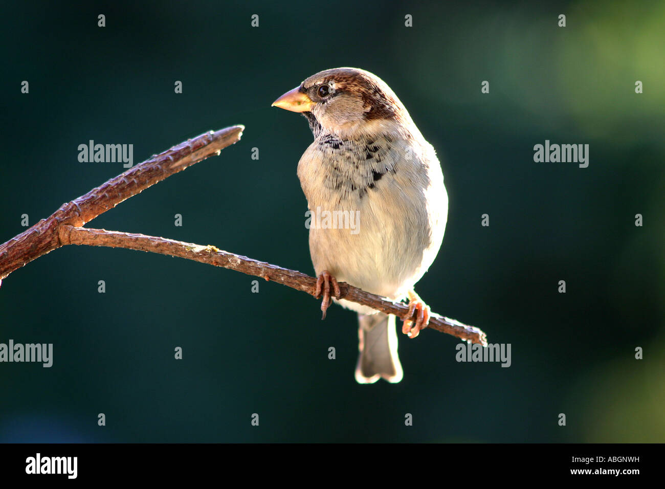House Sparrow (Passer domesticus) on a branch Stock Photo - Alamy