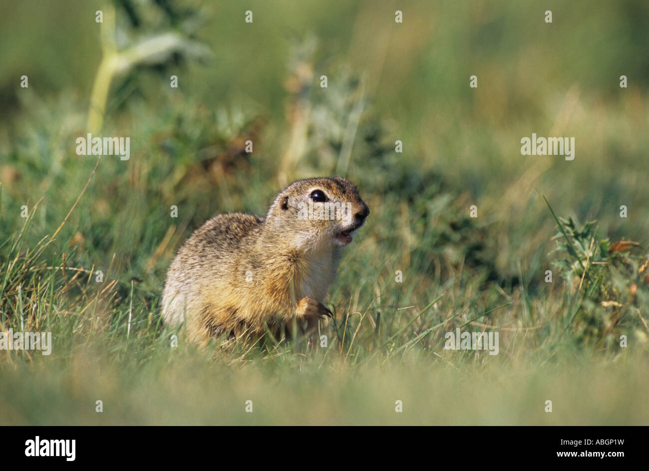 European Ground Squirrel, European Suslik, European Souslik (Citellus ...