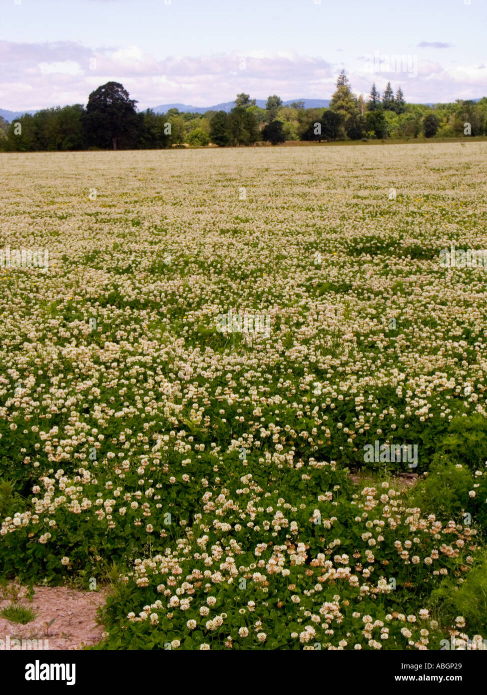 A cover crop of clover will be plowed under and provide plant nutrients ...