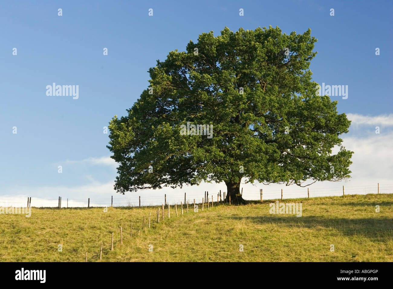 Oak tree, Quercus robur, Bavaria, Germany Stock Photo - Alamy