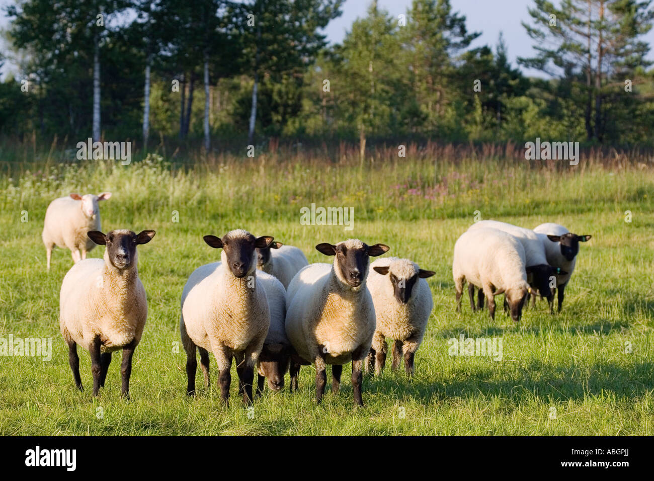 Black-headed sheep, Upper Bavaria, Germany Stock Photo - Alamy