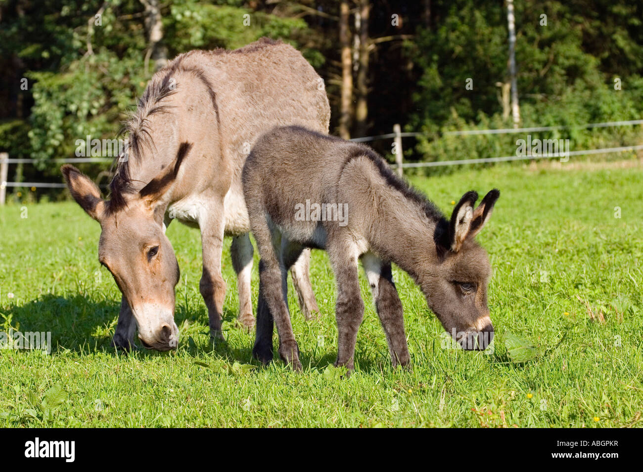 Esel fohlen hi-res stock photography and images - Alamy
