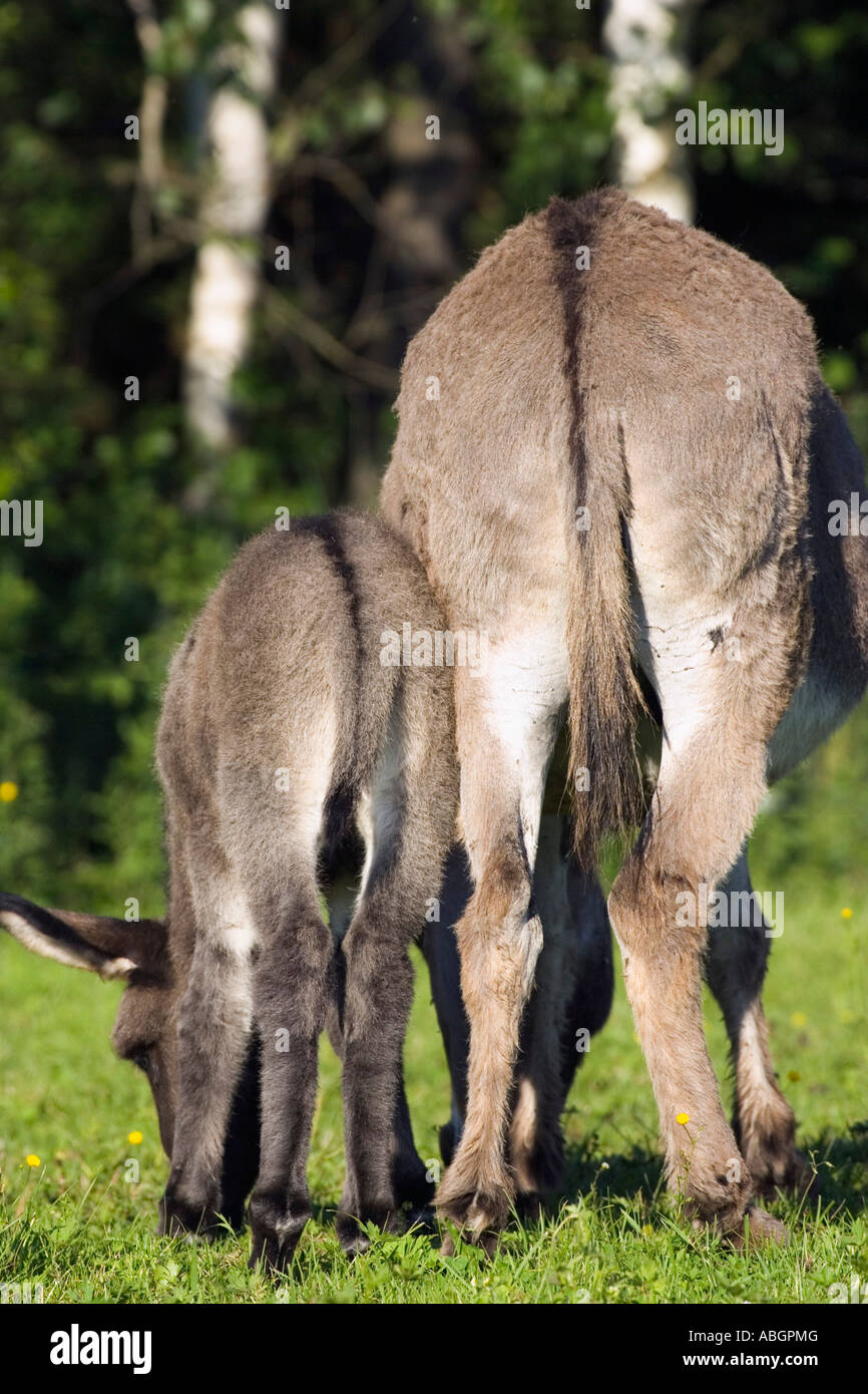 Donkey Backside High Resolution Stock Photography and Images - Alamy
