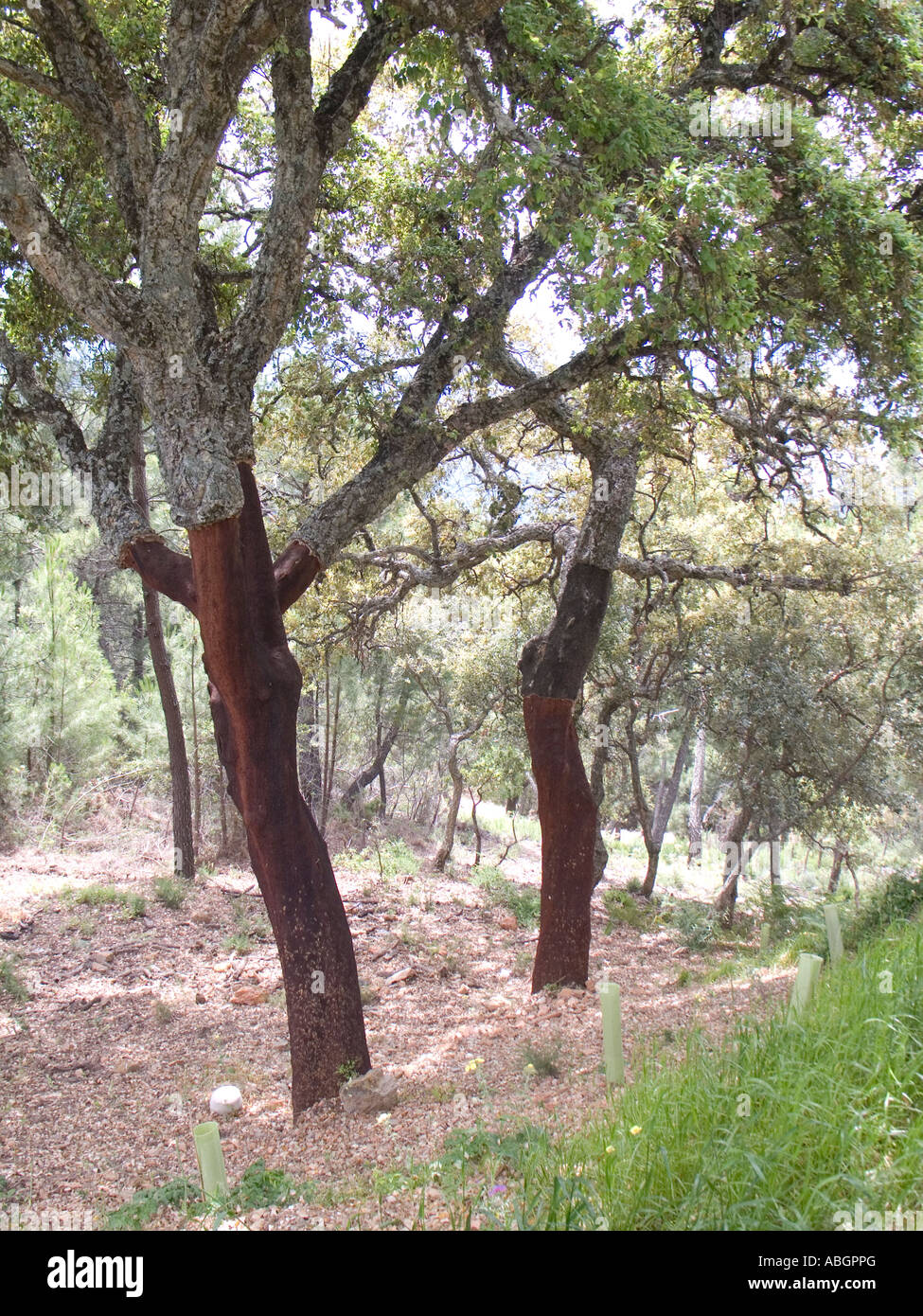 Cork trees with the bark peeled in Andalucia Spain Stock Photo - Alamy