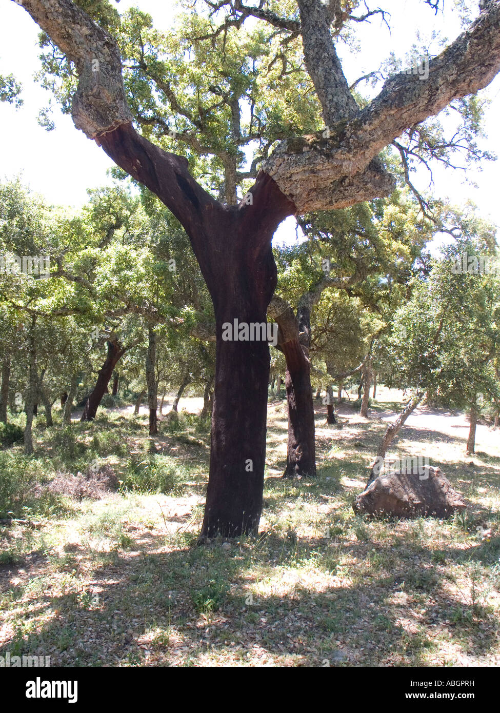 Cork trees with the bark peeled in Andalucia Spain Stock Photo - Alamy