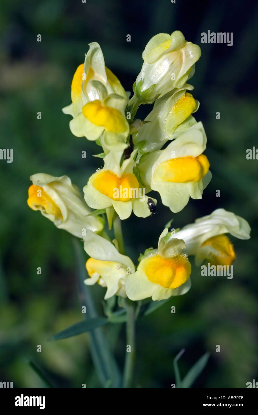 Northern toadflax hi-res stock photography and images - Alamy