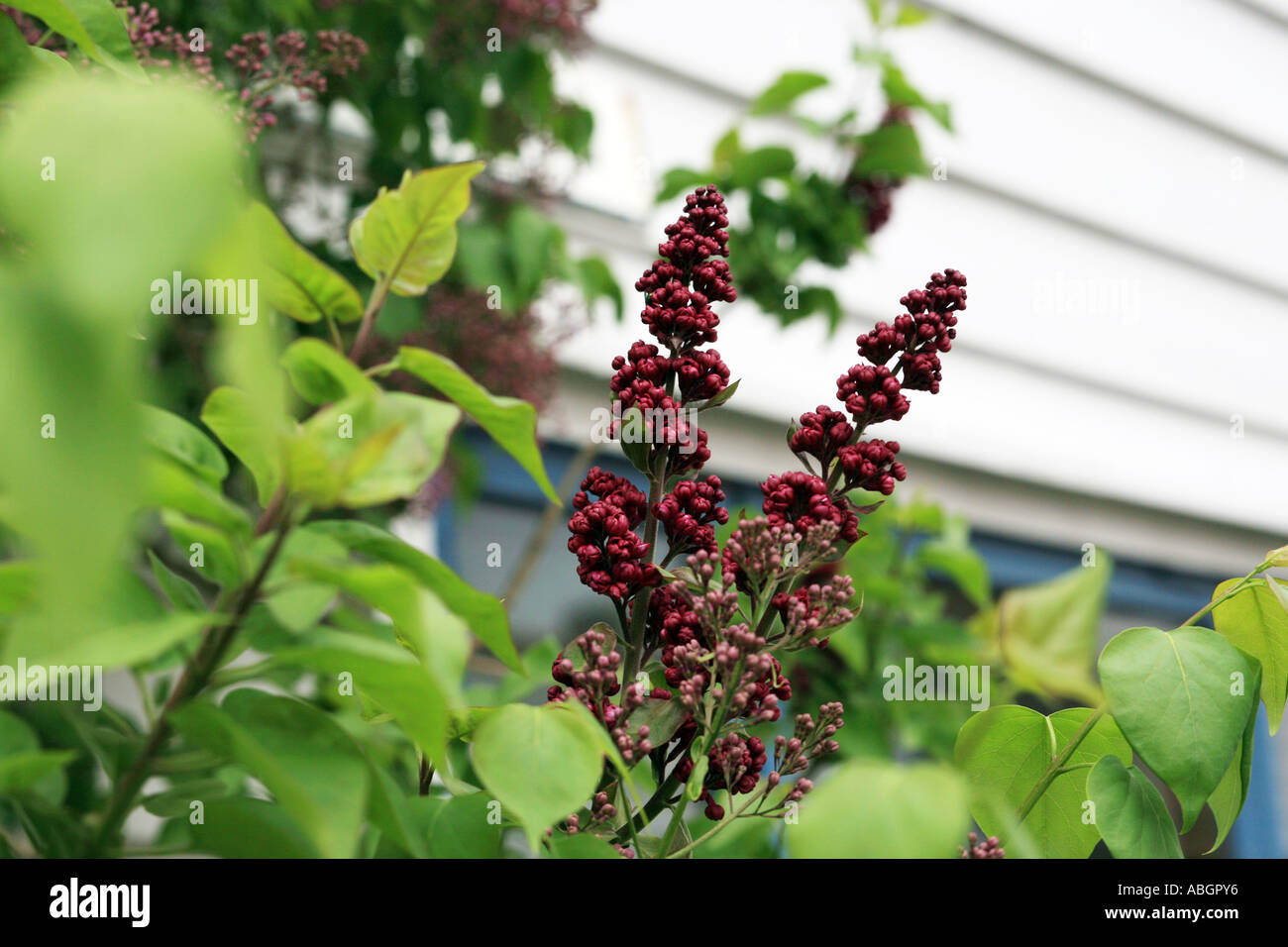 Salvia, nemorosa, Deep red berries Stock Photo - Alamy