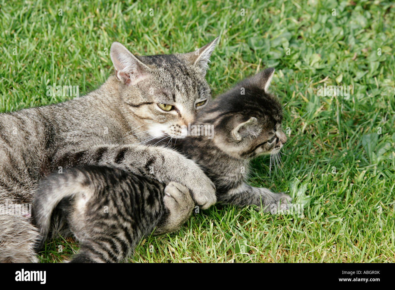 Domestic cat with kitten Stock Photo - Alamy