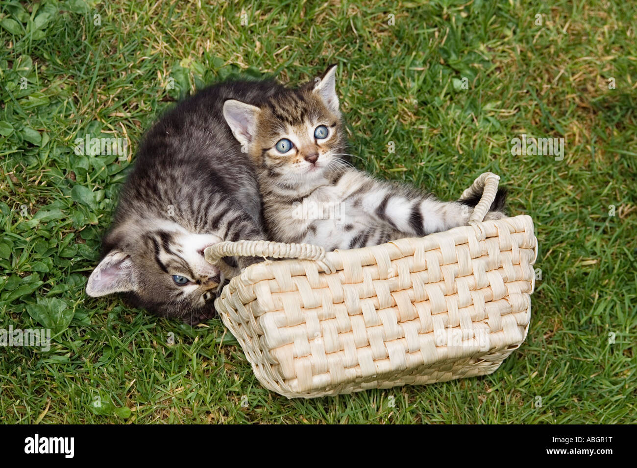 Young domestic cats in basket Stock Photo - Alamy