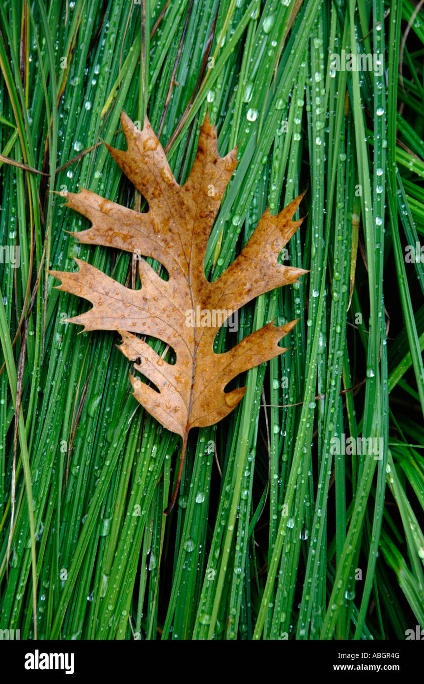 Fine leaf grasses hi-res stock photography and images - Alamy