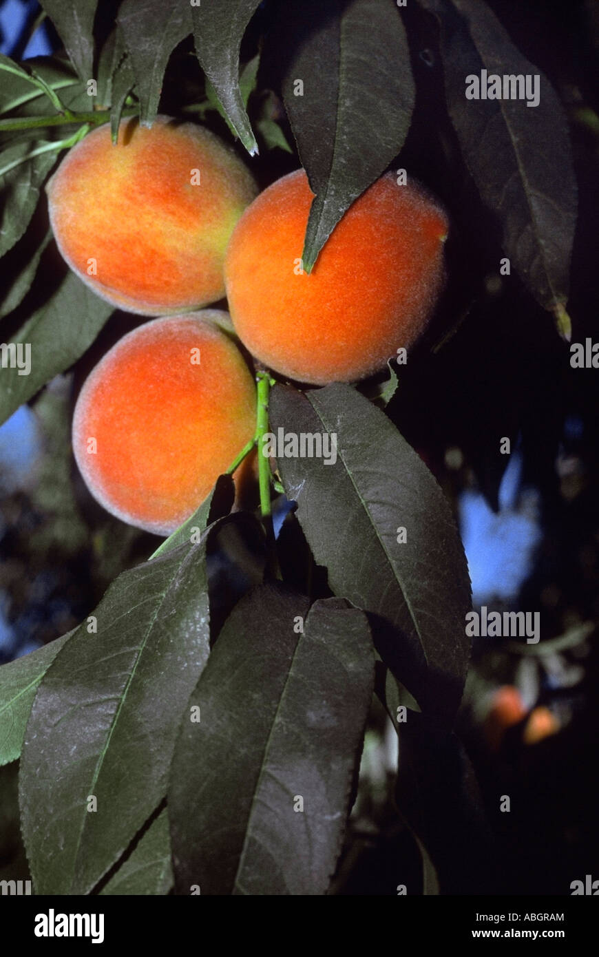 California vine ripe peaches on tree Stock Photo - Alamy