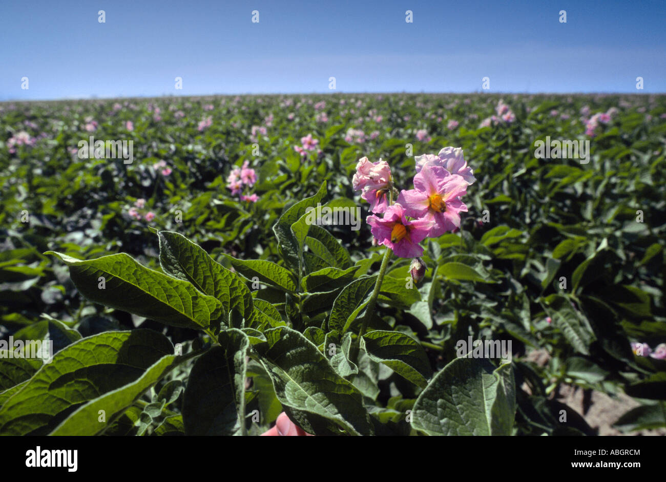 Crop potato field usa hi-res stock photography and images - Alamy