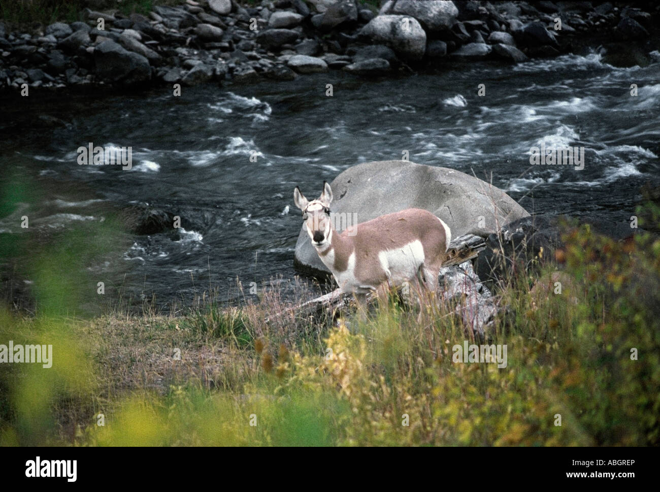Pronhorn Antelope runs along Yellowstone River in Grand Teton National ...