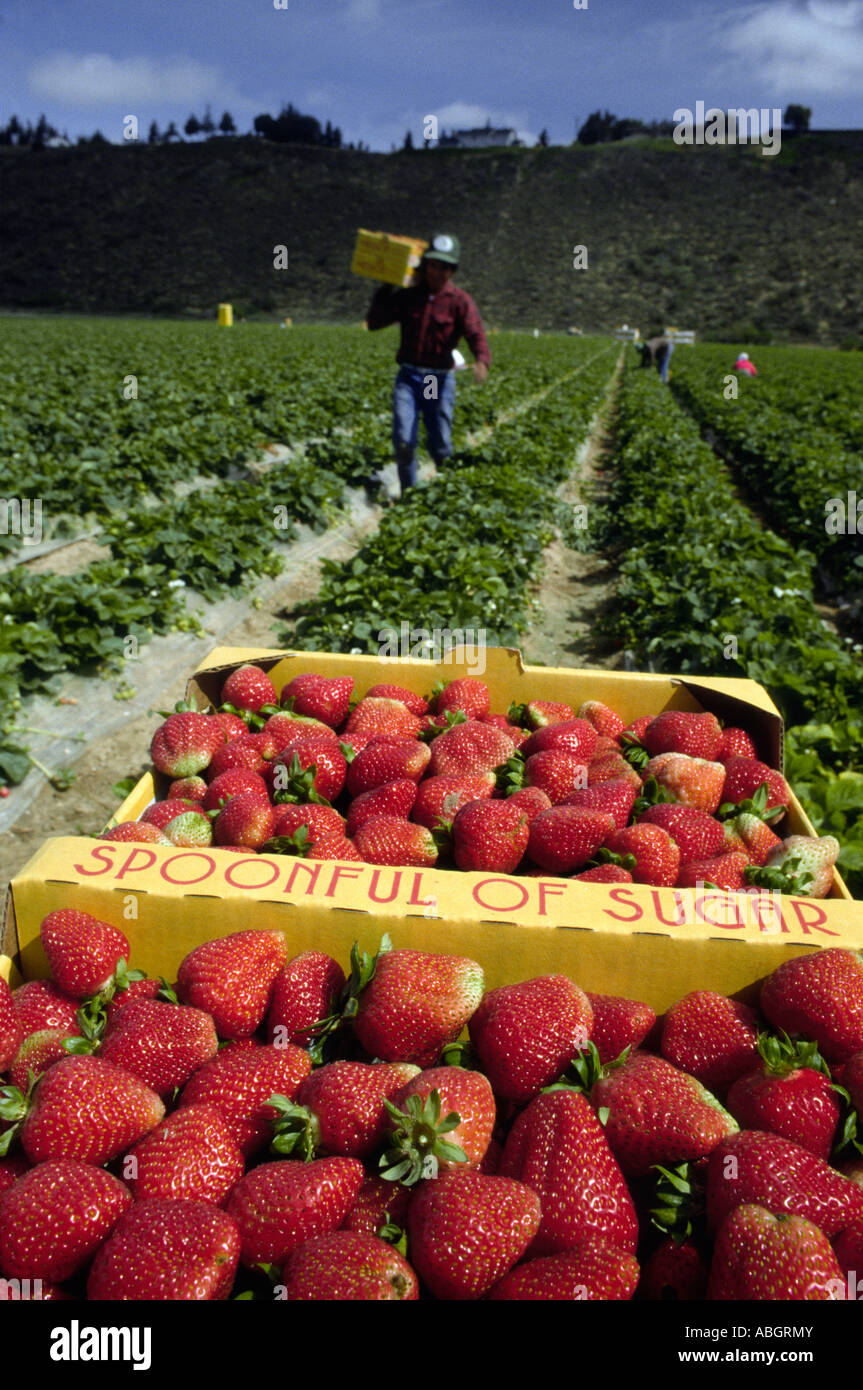 Strawberry berries berry agriculture california produce farming hi-res ...