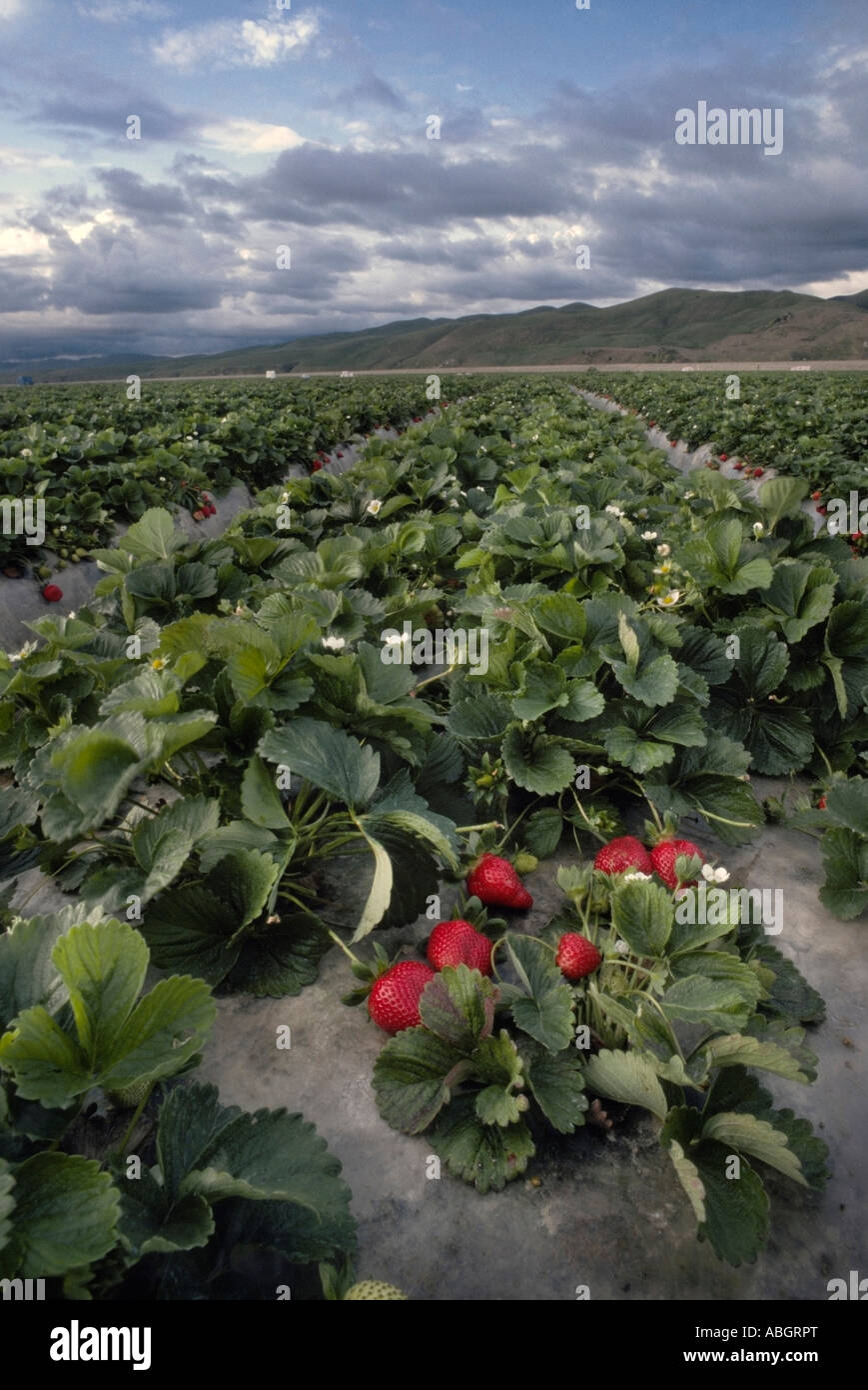 Commercial Strawberry Growing High Resolution Stock Photography and ...