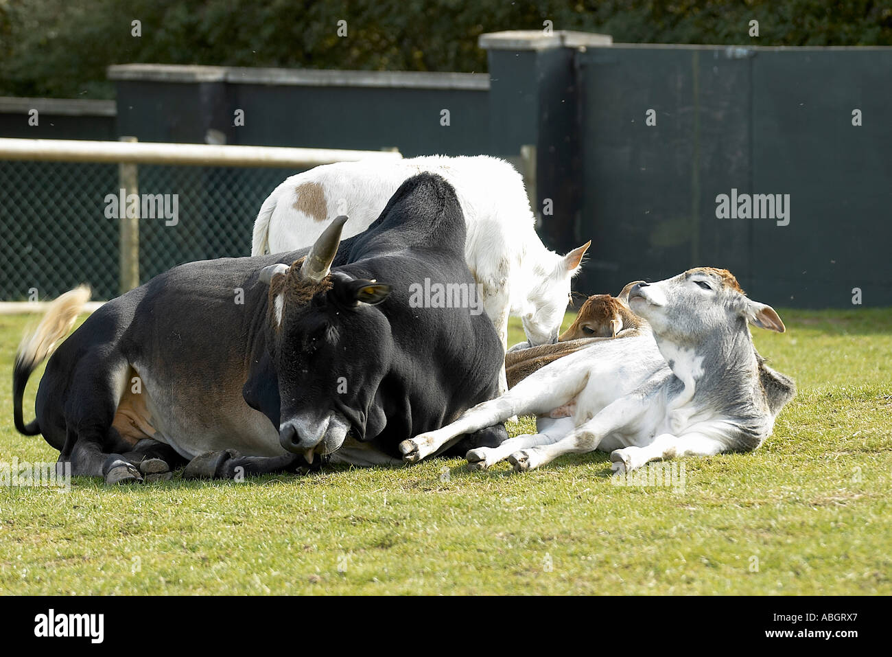 Zebu in Zoo Stock Photo - Alamy