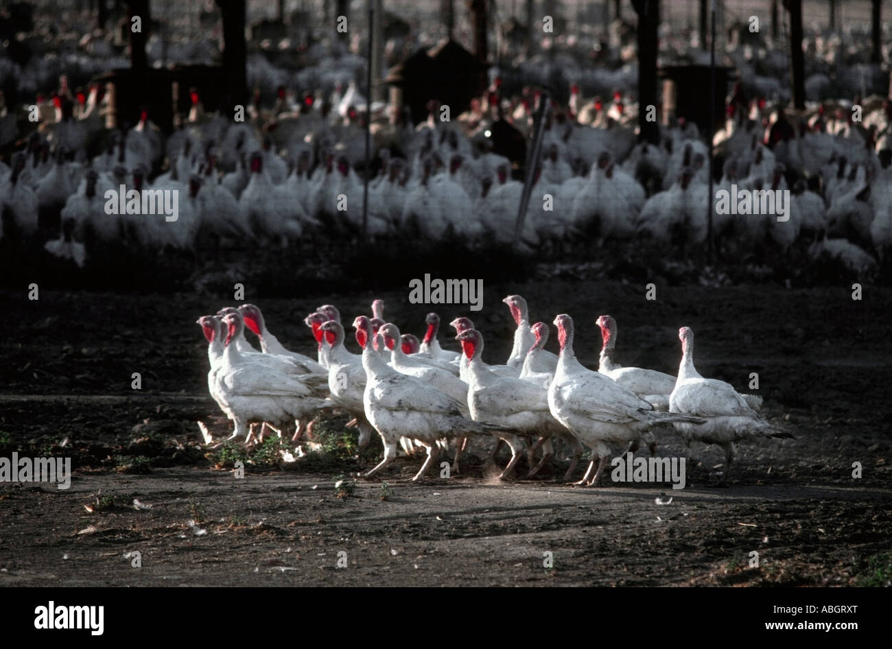 A flock of turkeys on a turkey ranch Stock Photo - Alamy