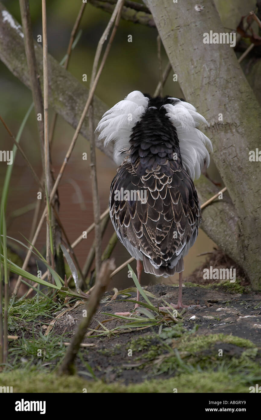 Male ruff hi-res stock photography and images - Alamy