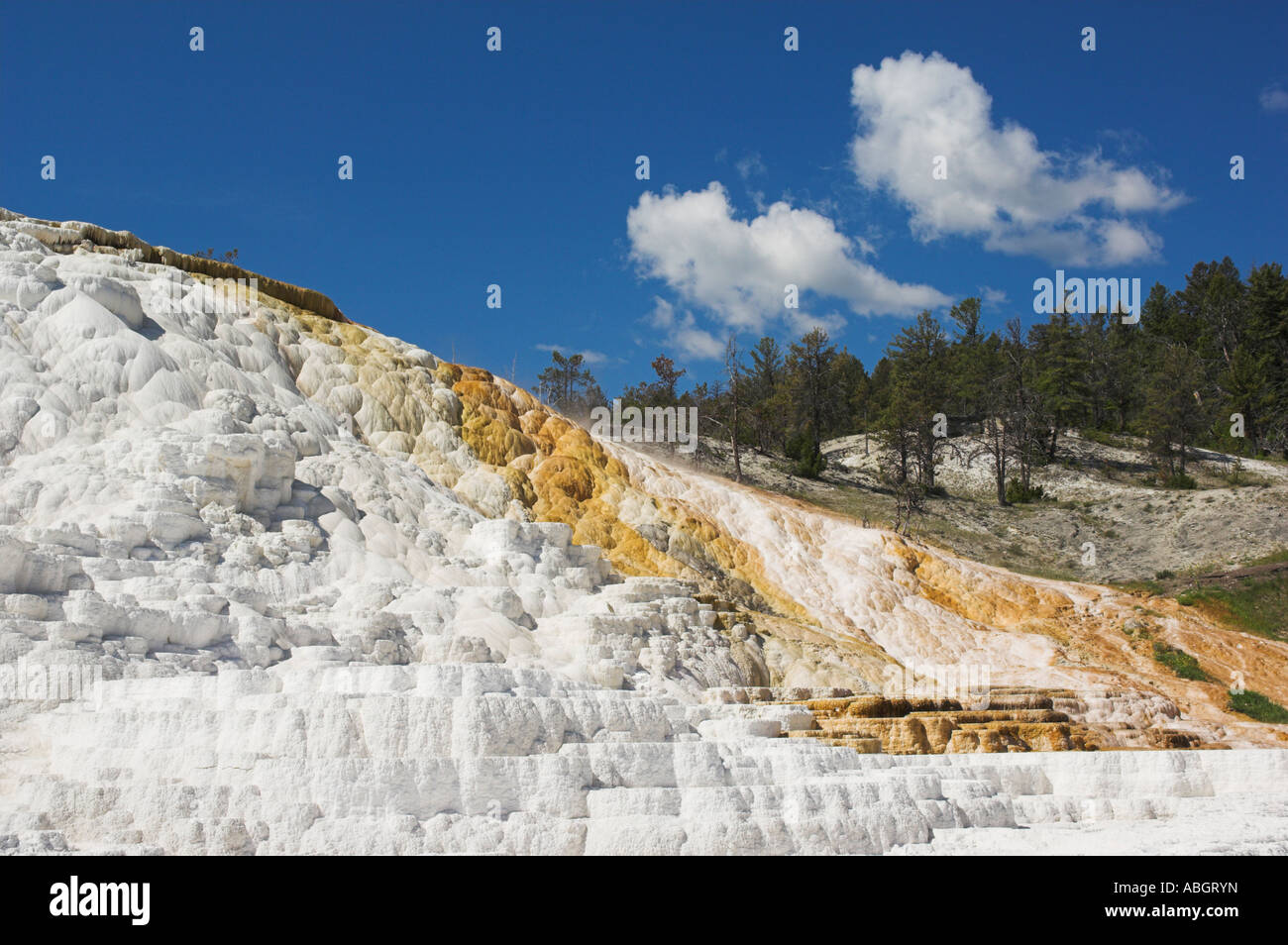 Palette spring terrace Mammoth hot Springs Yellowstone National Park ...