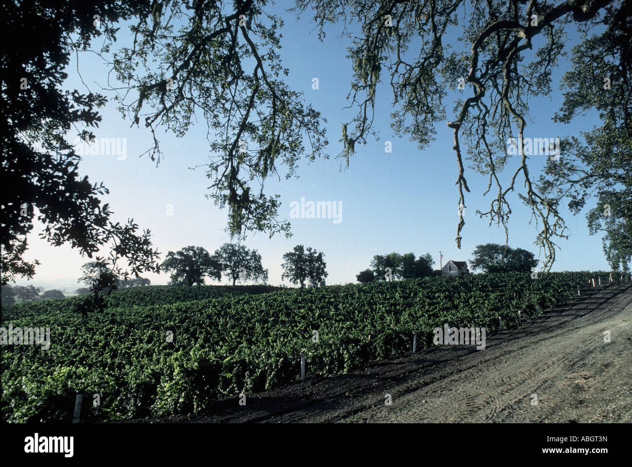 Oak tree central coast california hi-res stock photography and images ...