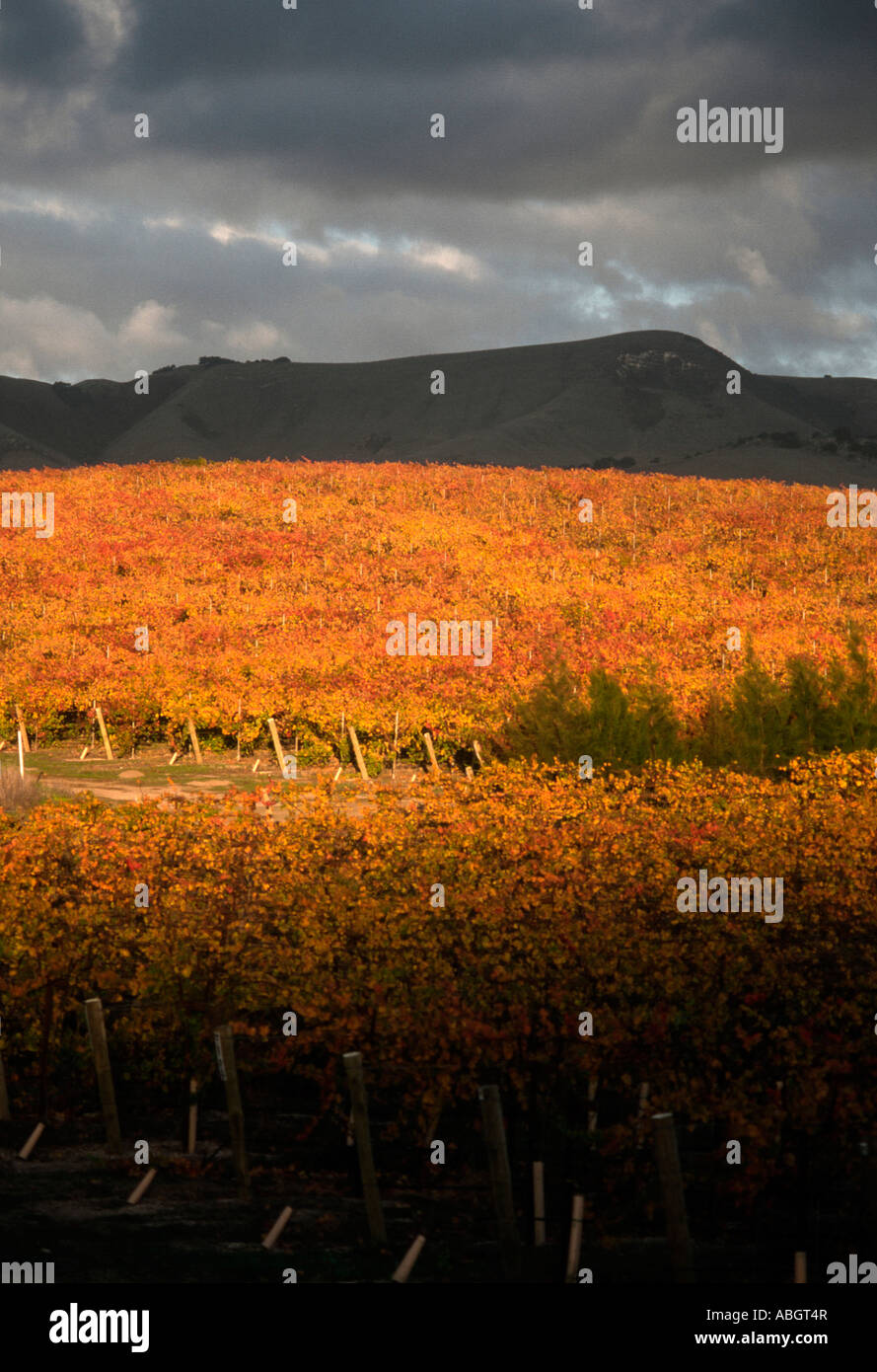 Vineyards and sunrise in California Stock Photo - Alamy