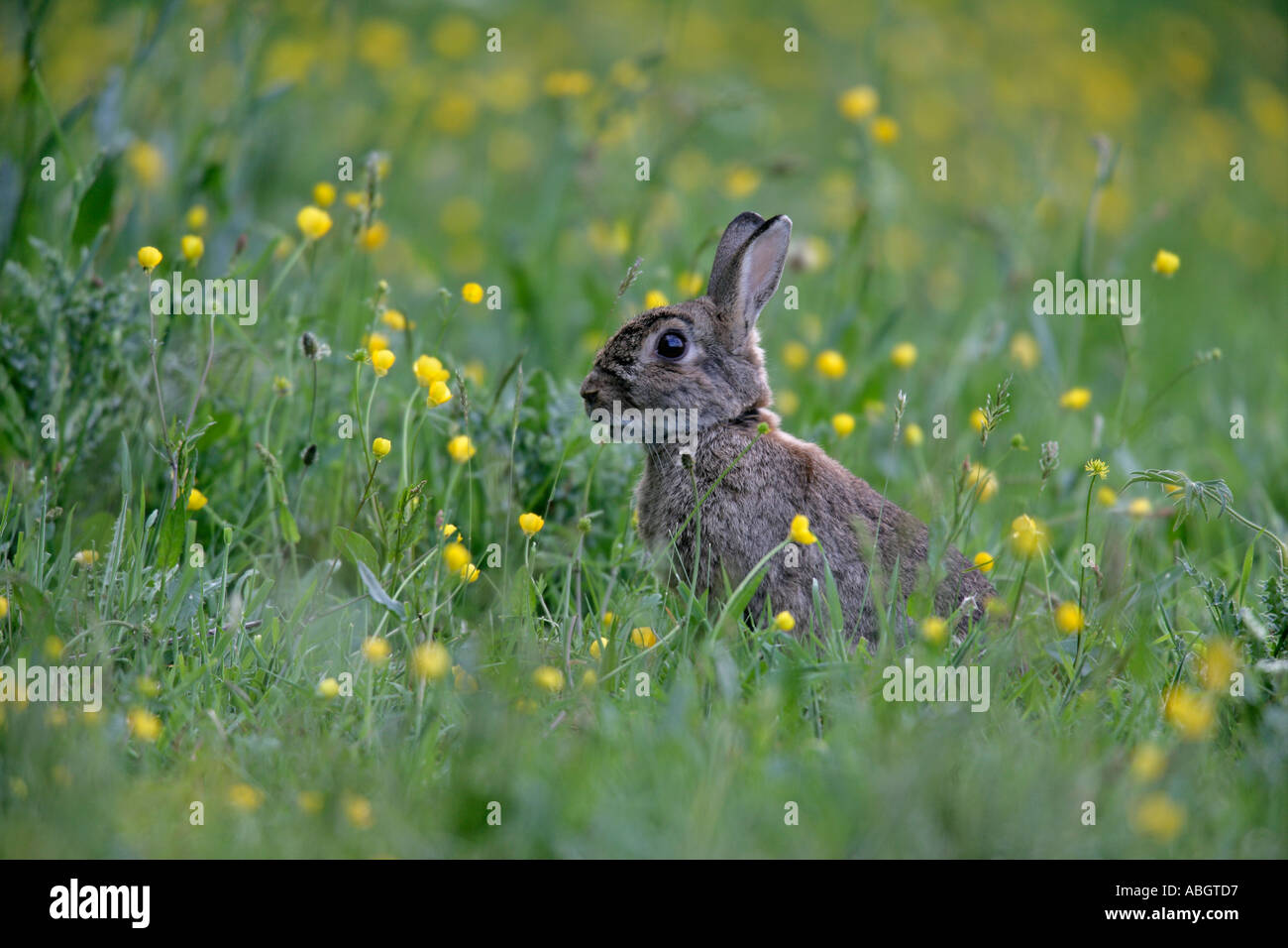 RABBIT Oryctolagus cuniculus Stock Photo - Alamy