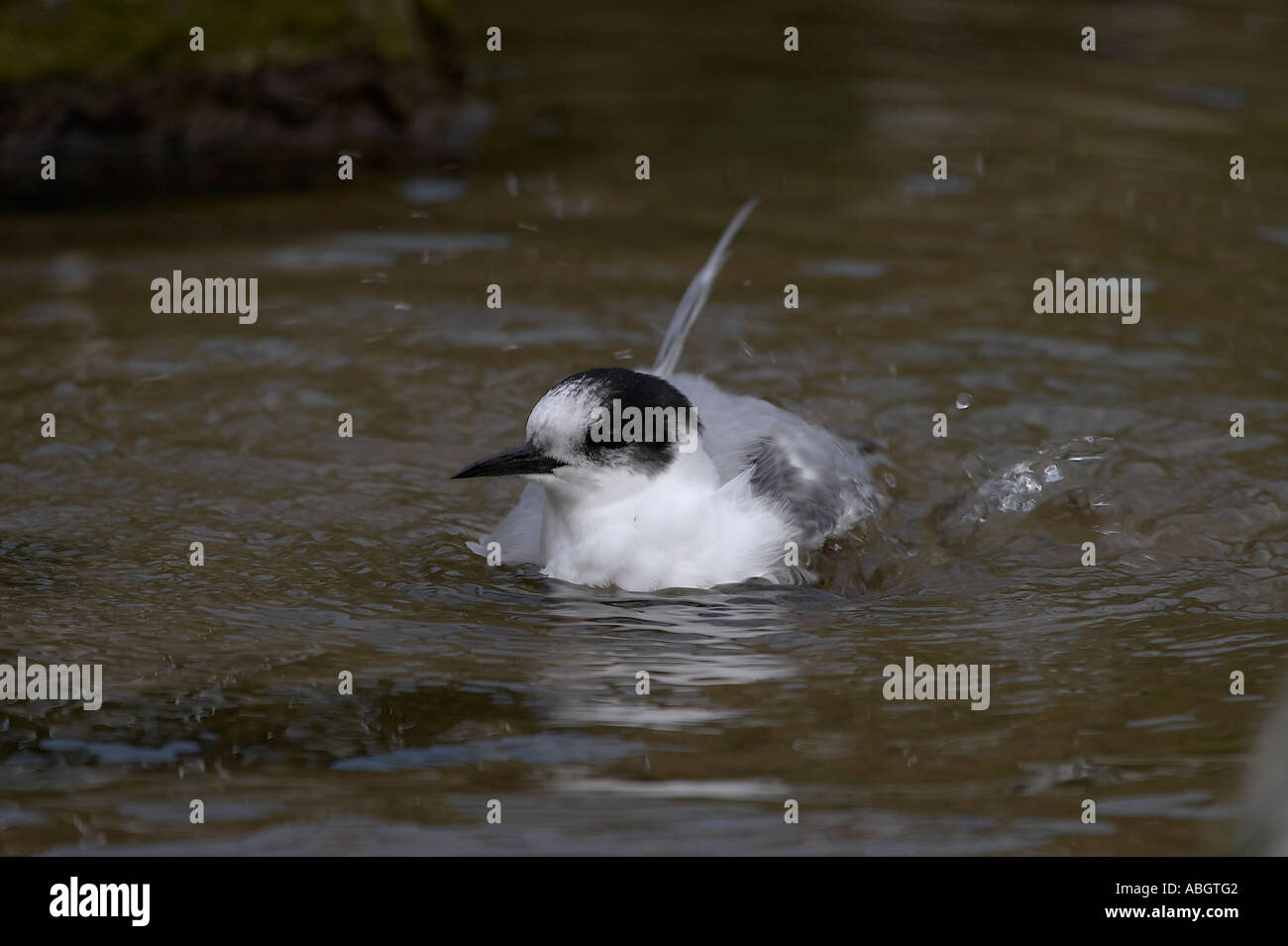 Common Tern bathing in winter plumage Stock Photo - Alamy