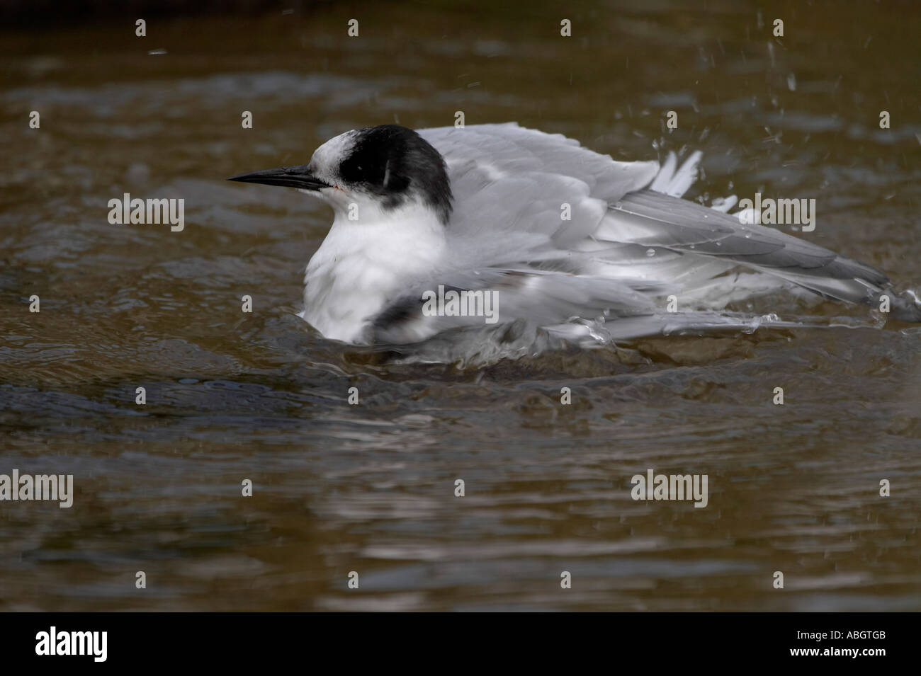 Common Tern bathing in winter plumage Stock Photo - Alamy